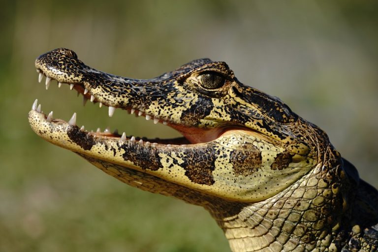 Kaimane ganz nah - Fotoreise Brasilien/Pantanal - jelozi.com